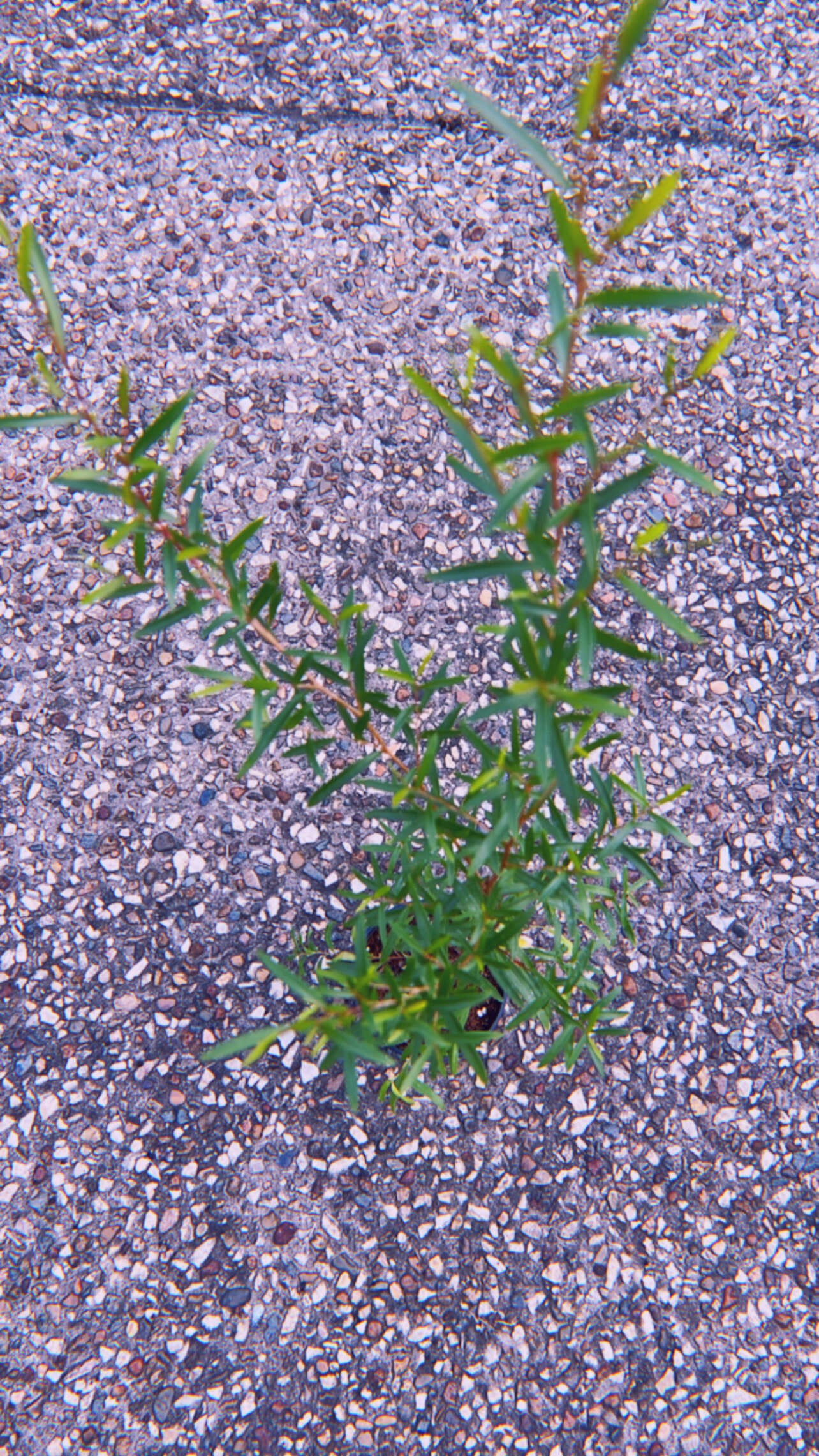 Australian Native Silver weeping tea tree - Leptosermum brachyandrum ...