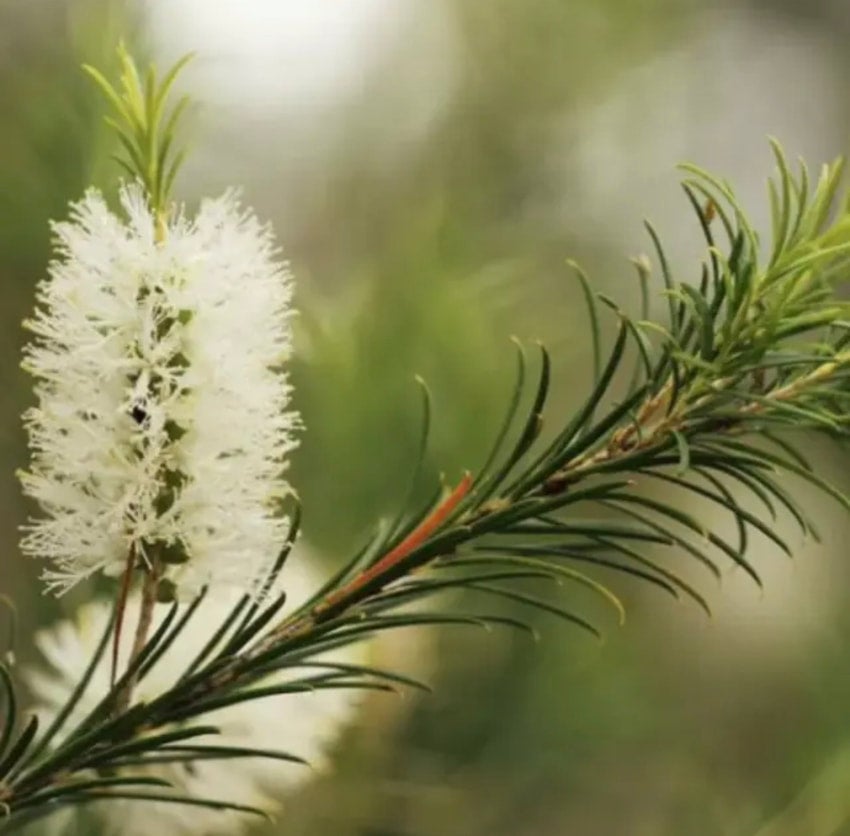 Narrow-leaved paperbark Melasleuca Aternfolia -attractive Australian ...