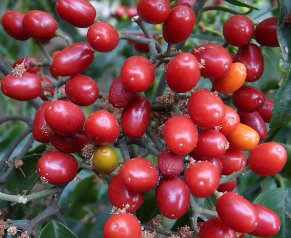 Lime Berry Micromelum minutum Bushfood bush medicinal & Pollinator ...