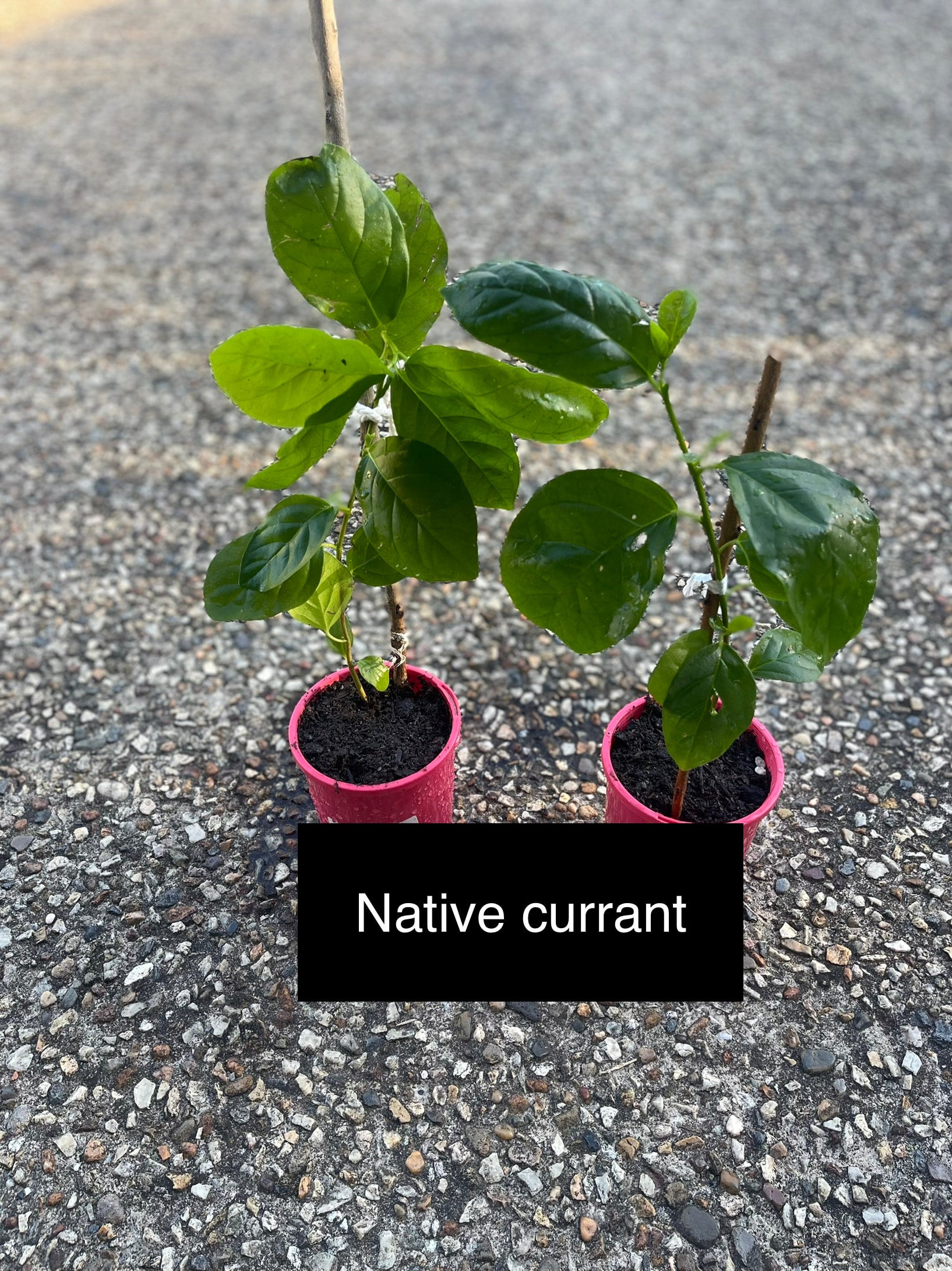 Australian Native wild currant - interesting edible berries native ...