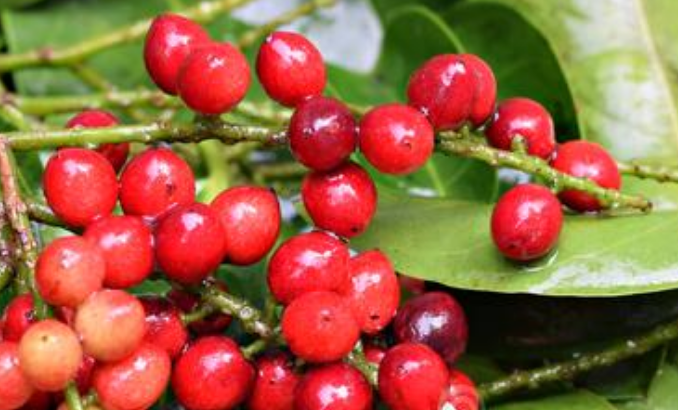 Australian Native wild currant - interesting edible berries native ...