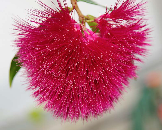 Powder Puff Lily Pilly Syzygium wilsonii - Australian Native, edible ...