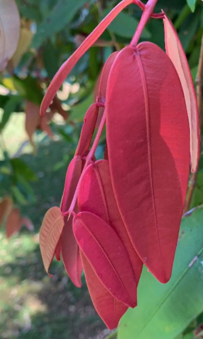 Powder Puff Lily Pilly Syzygium wilsonii - Australian Native, edible ...