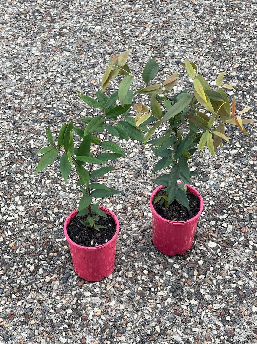 Powder Puff Lily Pilly Syzygium wilsonii - Australian Native, edible ...
