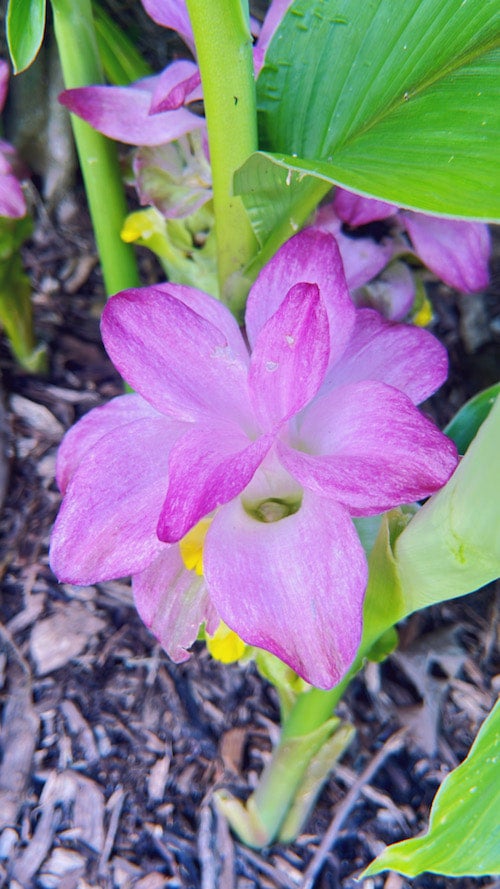 Grow your own food, self sufficient is fun & life changing | Dear ...