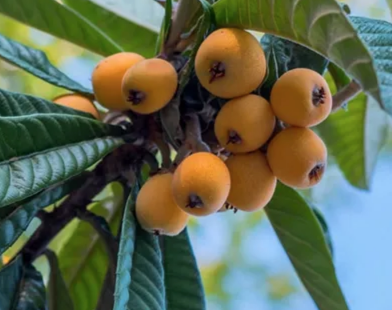 Loquat tree - easy grow small fruit tree and powerful medicinal use for ...