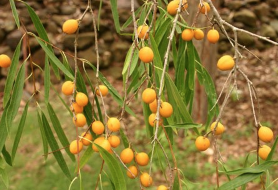 Gumbi Gumbi - Australian Natives, tucker bush, medicinal plant self ...