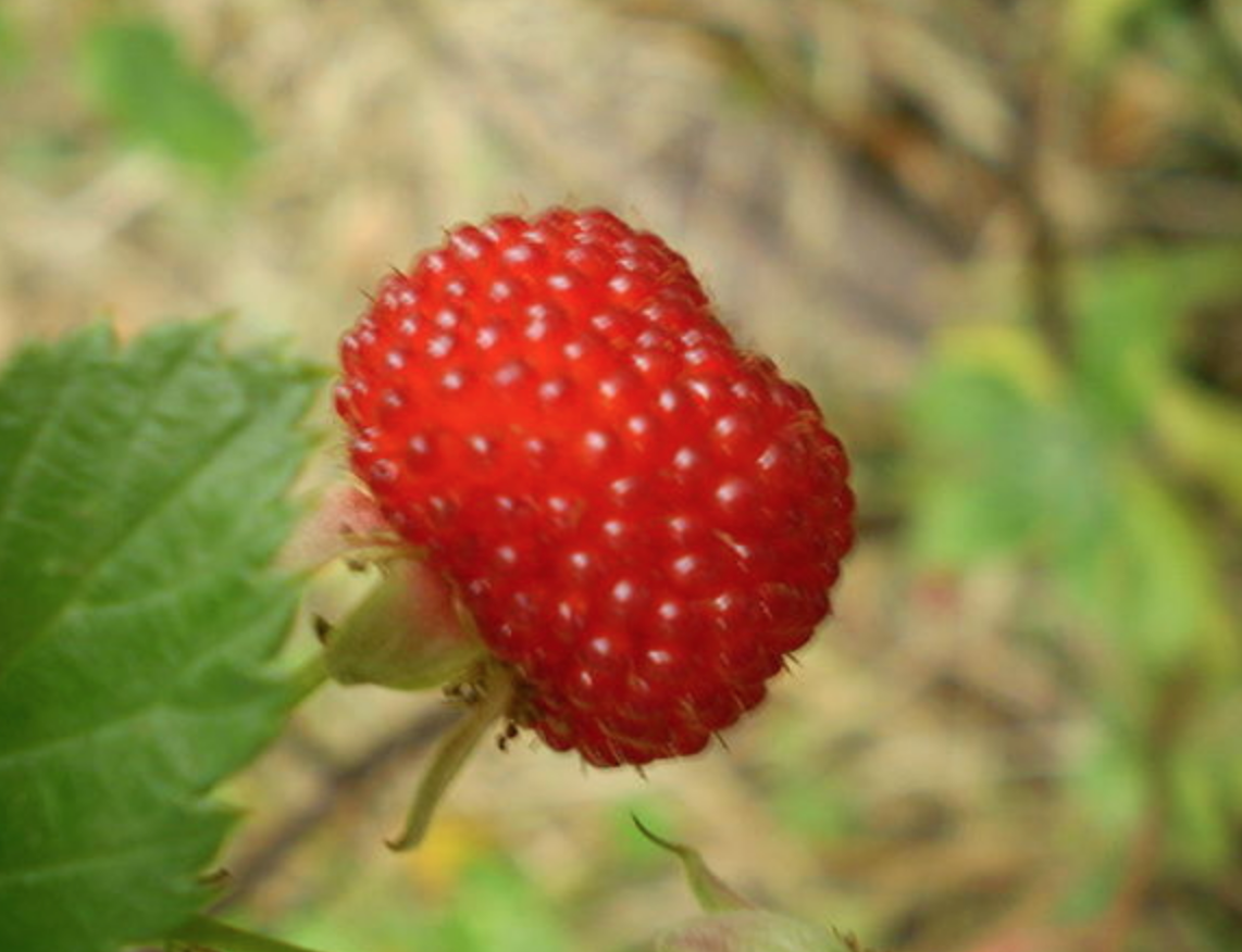 Native Atherton raspberry must have edible plant for bushfood garden ...