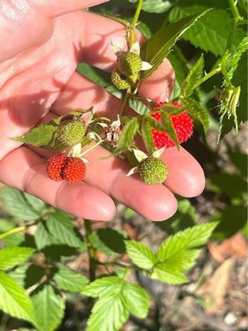 Native Atherton raspberry must have edible plant for bushfood garden ...