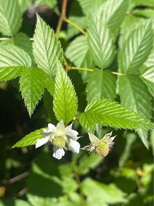 Native Atherton raspberry must have edible plant for bushfood garden ...