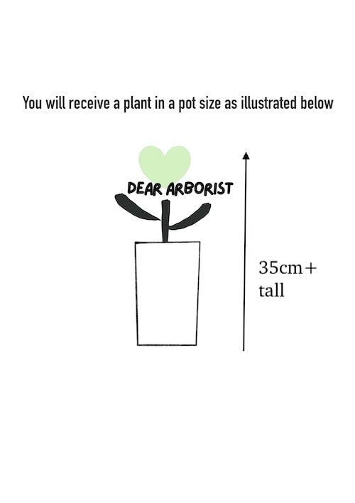 Native Atherton raspberry must have edible plant for bushfood garden ...