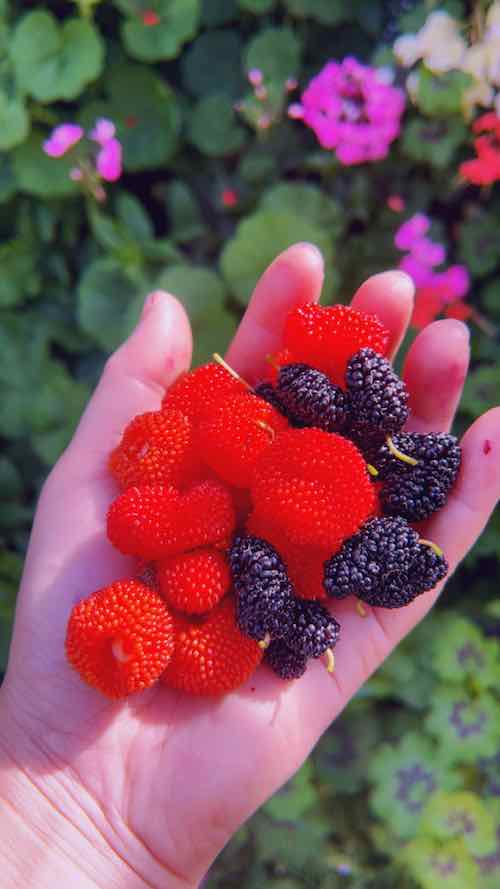 Native Atherton raspberry must have edible plant for bushfood garden ...