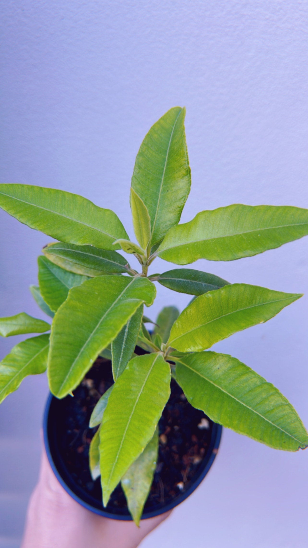 Lemon Myrtle plant -a beautiful useful Australian Native plant | Dear ...