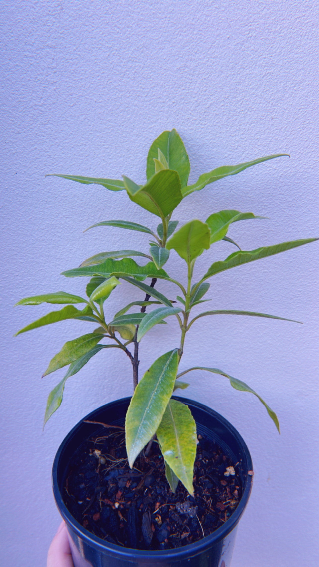 Lemon Myrtle plant -a beautiful useful Australian Native plant | Dear ...