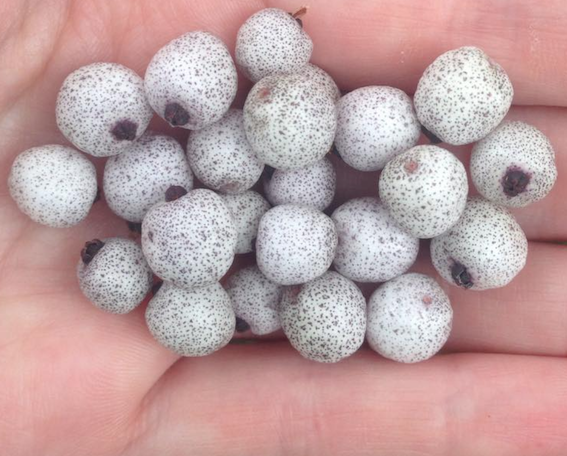 Midyim (Midgen) berry delicious easy grow bushfood hedging suhrbs ...