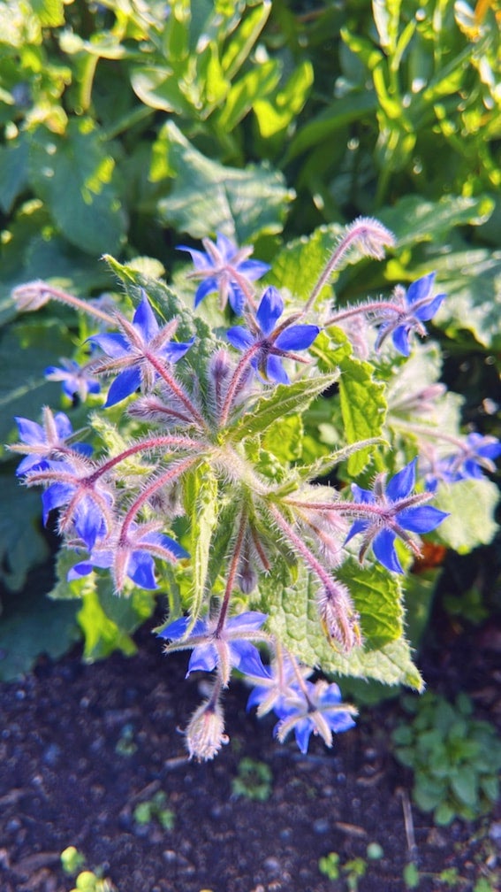 Borage easy care edible plants for permaculture & food forest edible ...
