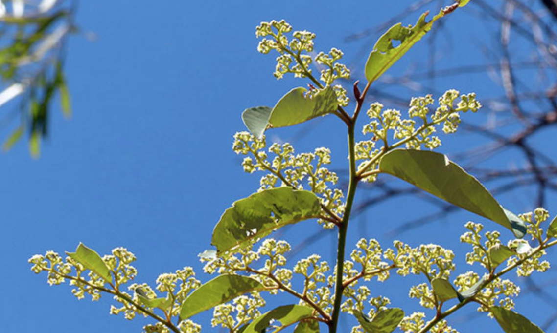 Soap tree - Australian Native, bush medicine, poliinator attracting ...