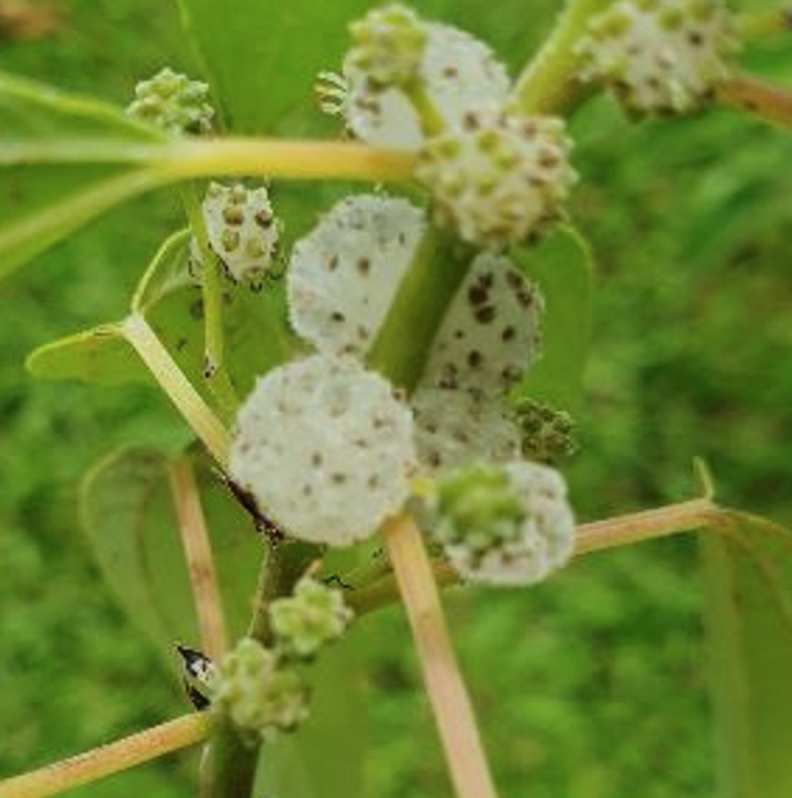Native mulberry -delicious bush tucker, food sources for pollinator ...