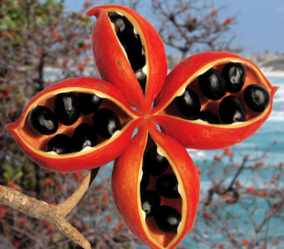 We Love Native Trees | Dear Arborist Plants