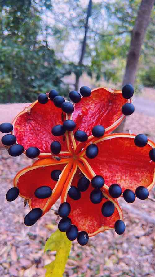 Peanut tree bushfood, bush medicine, australian natives, hardy, bird ...