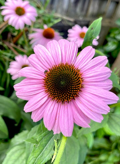Echinacea Purpurea - edible medicinal plant, beautiful scented flower ...