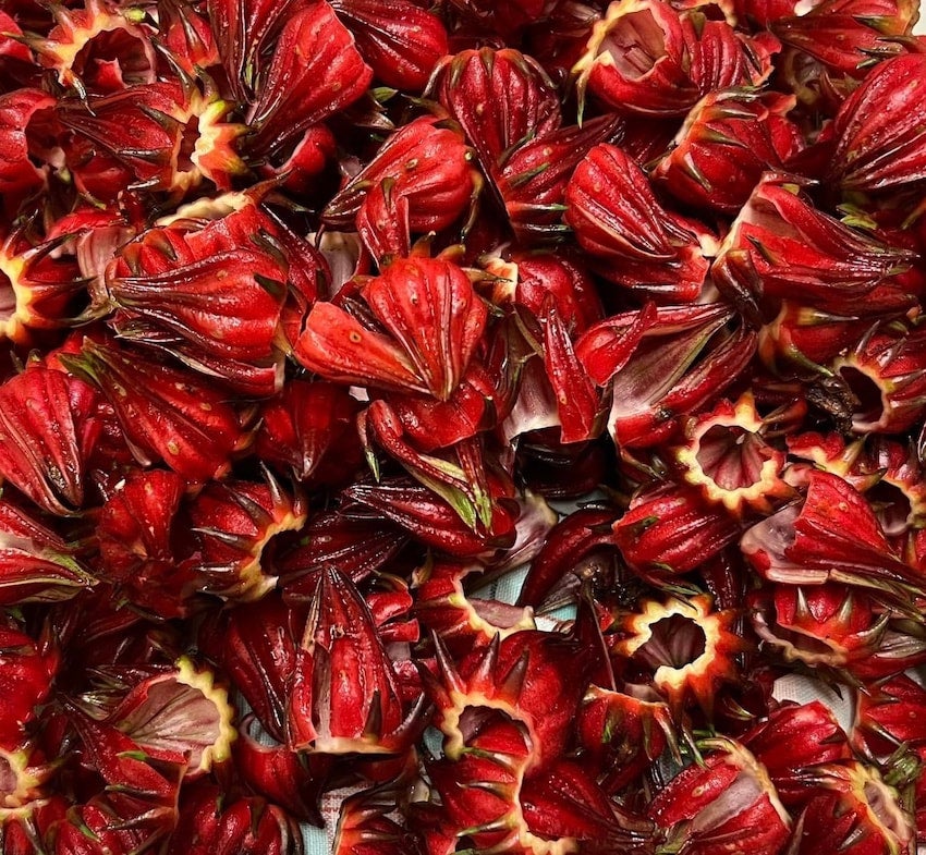 Native Rosella Hibiscus heterophyllus - Australian Natives, homemade ...