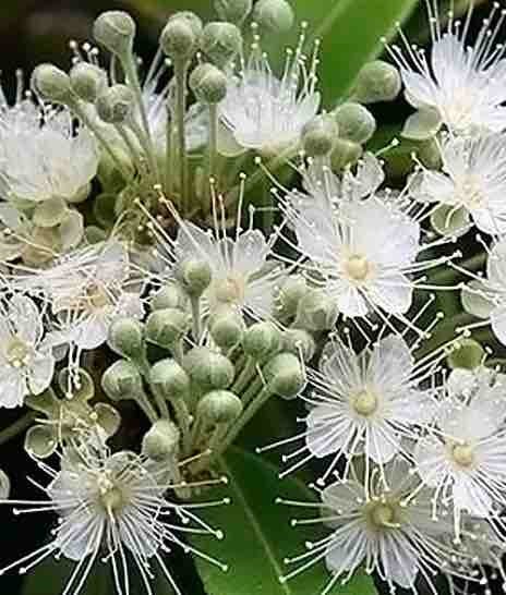 Aniseed Myrtle plant- Australian native bush medicine self sufficient ...