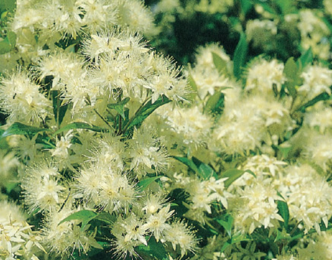 Cinnamon Myrtle plant- Australian native bush medicine self sufficient ...