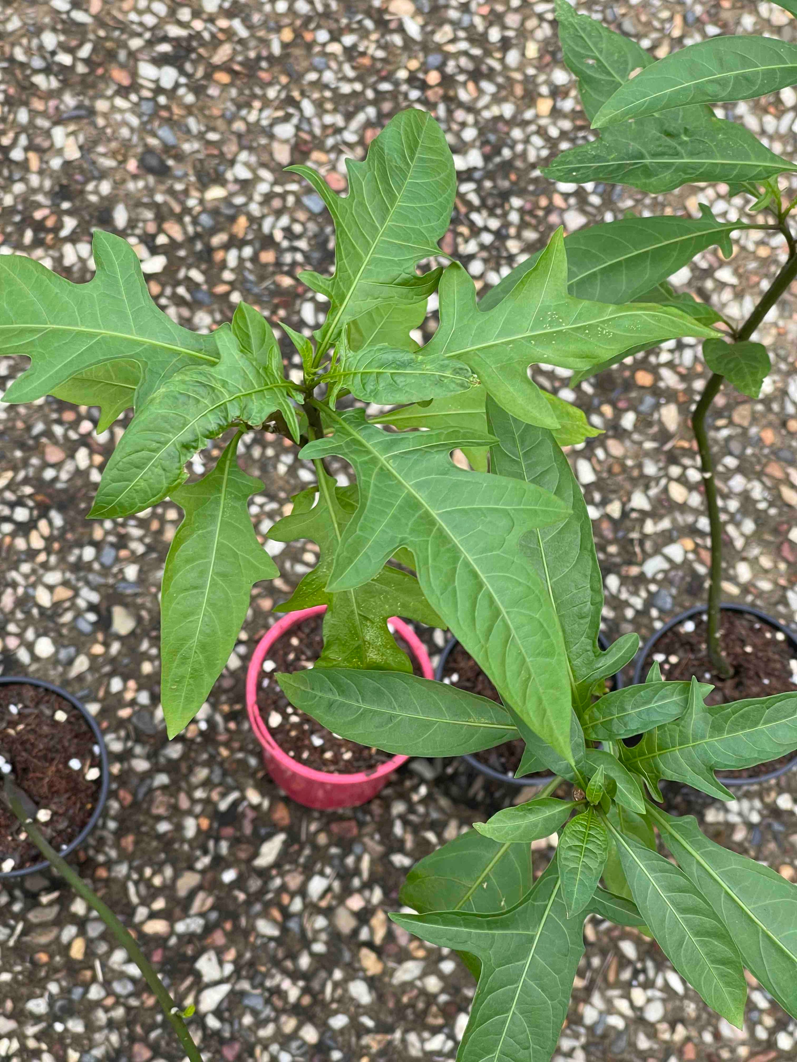 Kangaroo apple - Australian natives bush tucker suitable for small size ...