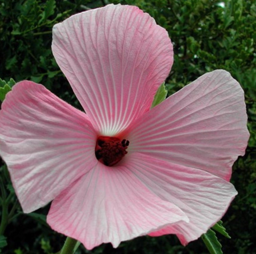 Pink Hibiscus Hibiscus splendens showy flower, easy & fast grow, edible ...